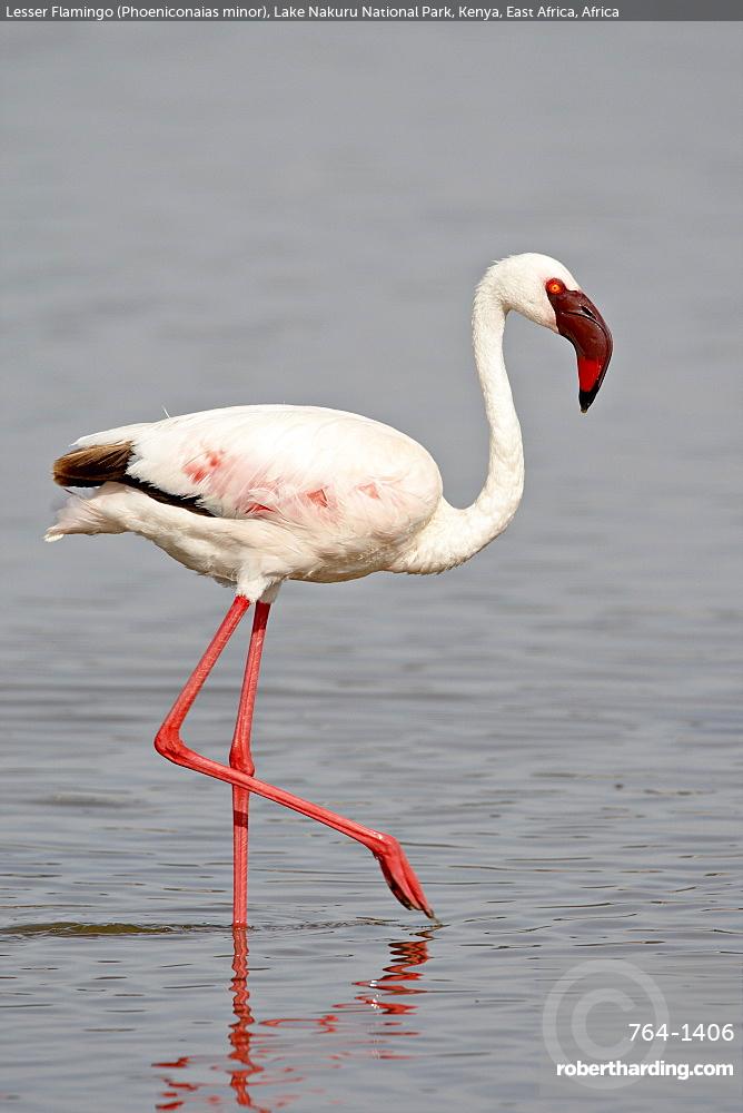 Lesser Flamingo